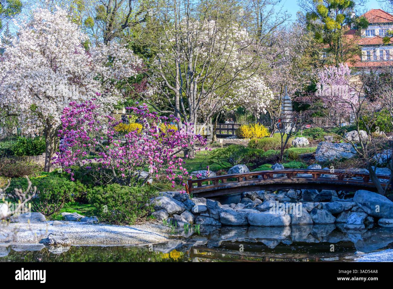 vienna, austria, 04 april 2025, trees in blossom in the japanese park ...