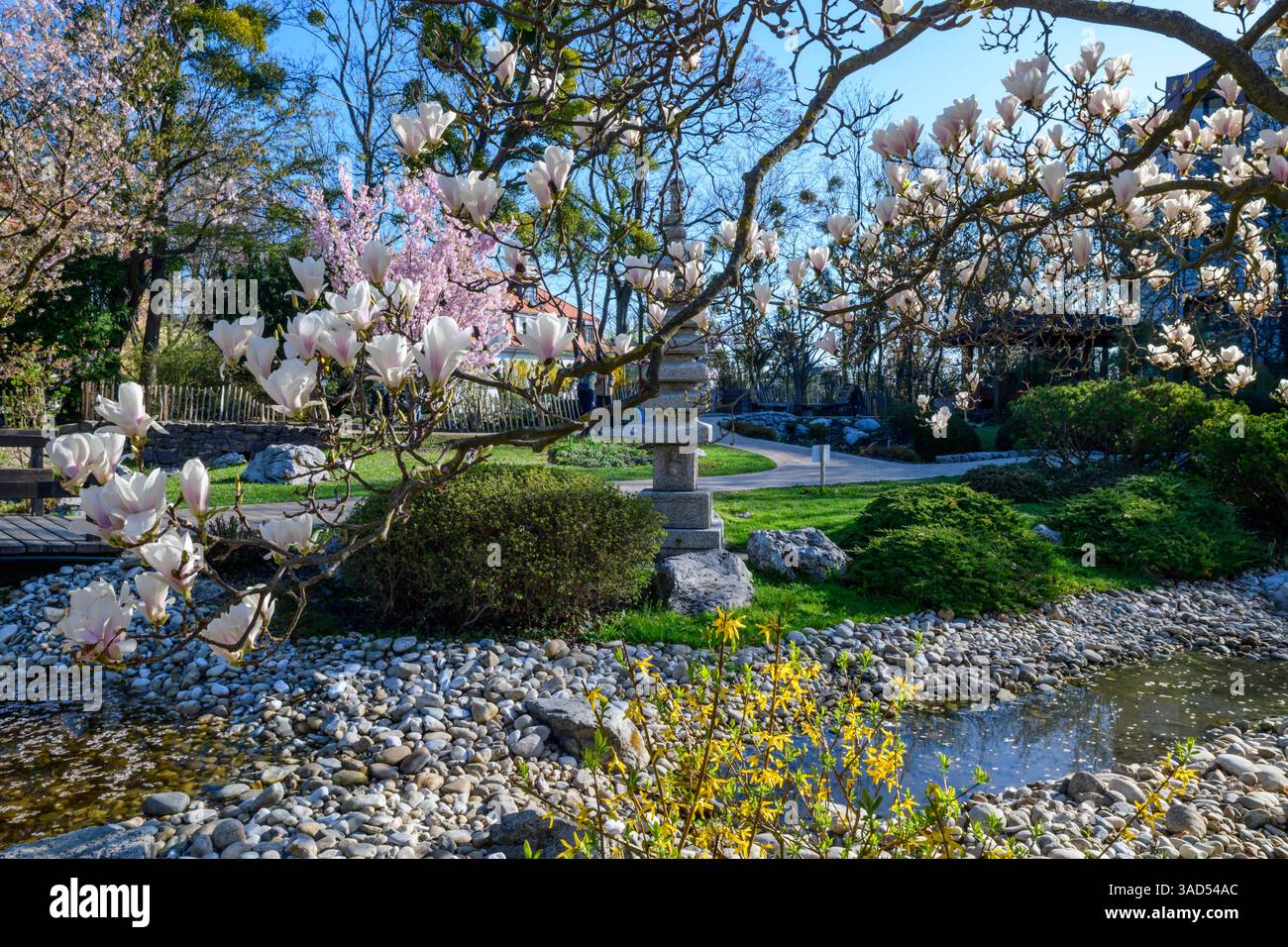vienna, austria, 04 april 2025, trees in blossom in the japanese park ...