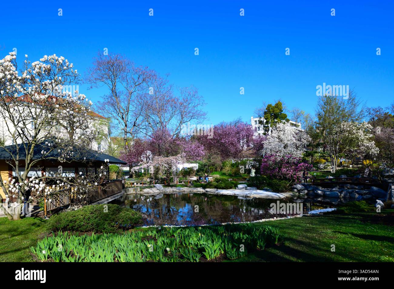 vienna, austria, 04 april 2025, trees in blossom in the japanese park ...