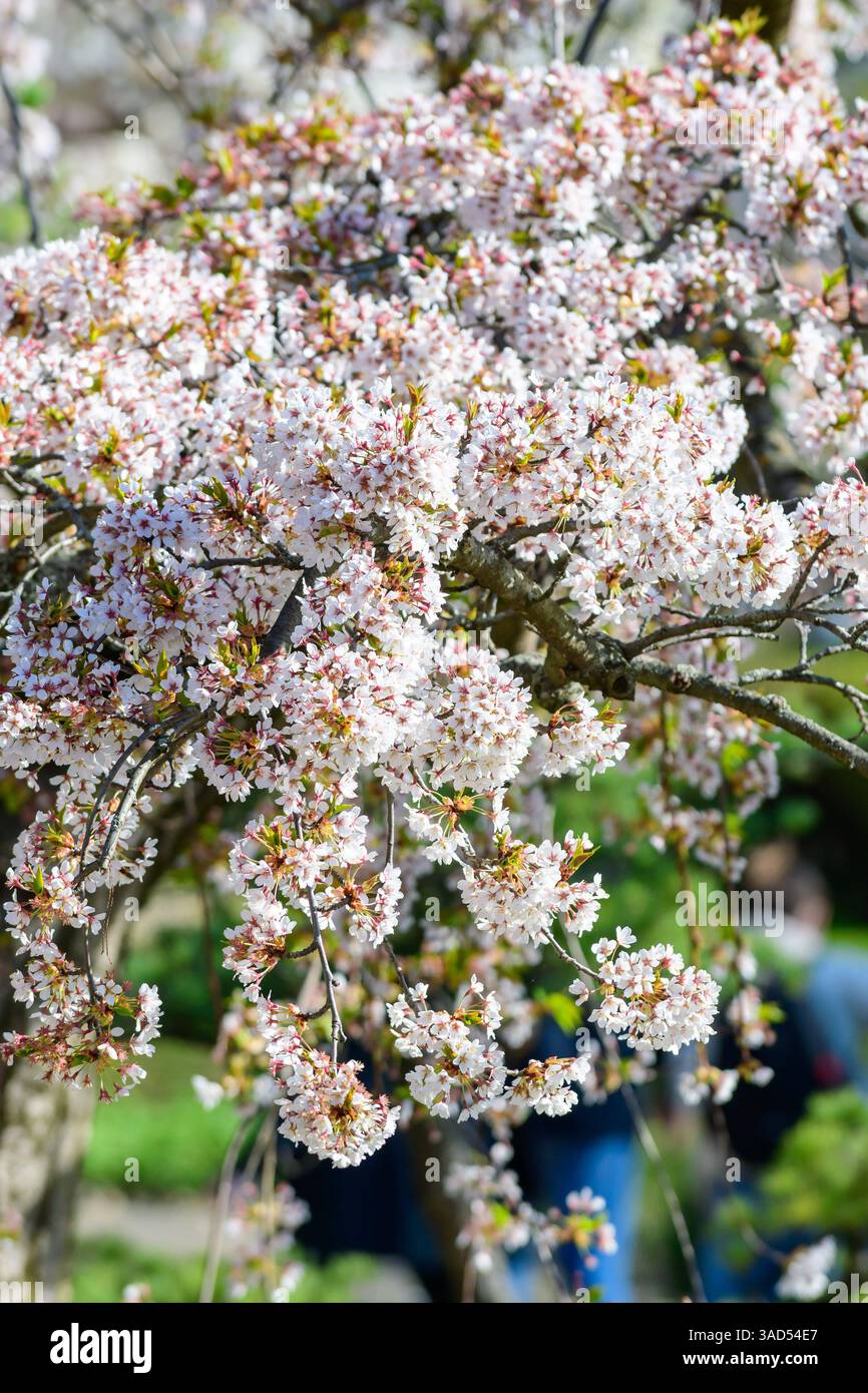 vienna, austria, 04 april 2025, trees in blossom in the japanese park ...