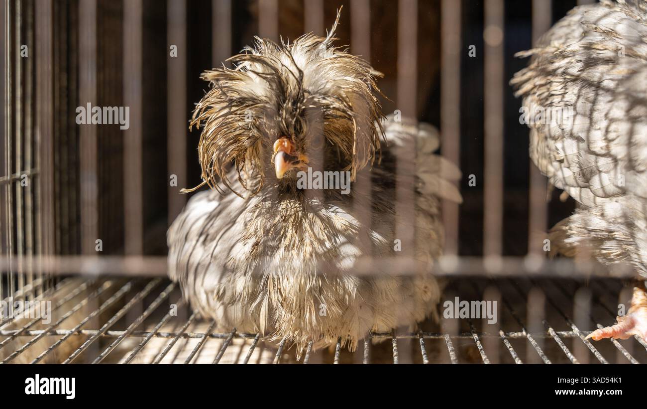 Paduan chicken is a rare and beautiful type of poultry, Kabul ...