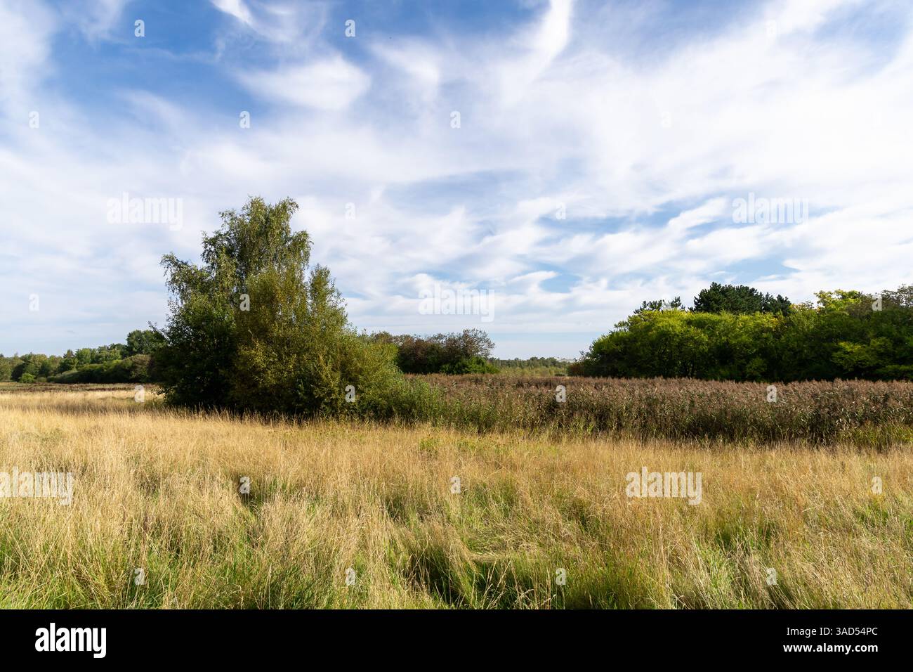 Country road among fields and forests. Rural landscape. High quality ...