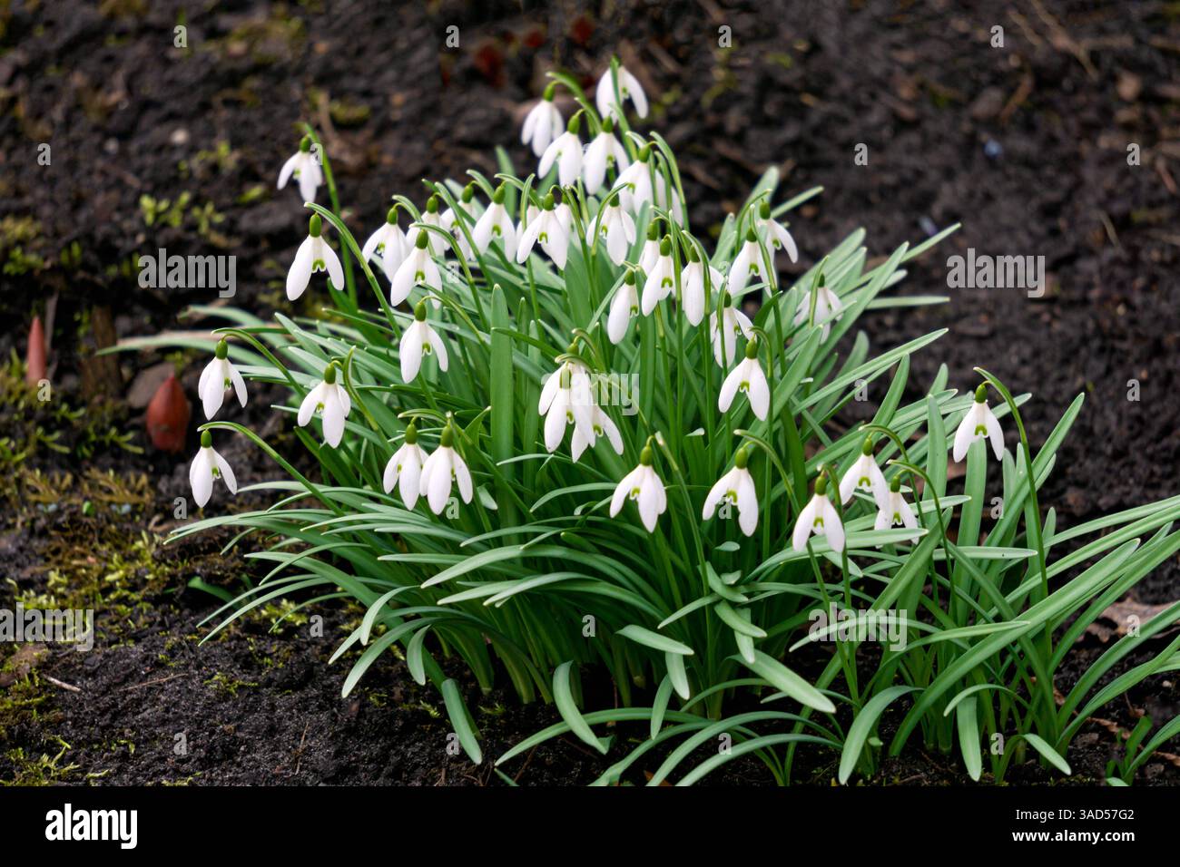 The first spring flowers white snowdrops. Early spring Stock Photo - Alamy