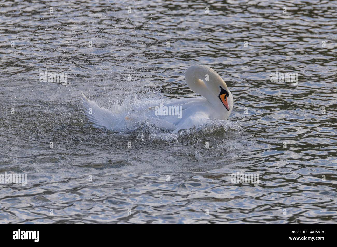 Thrashing the water hi-res stock photography and images - Alamy