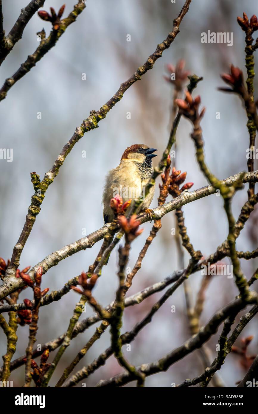Orchard transformations hi-res stock photography and images - Alamy
