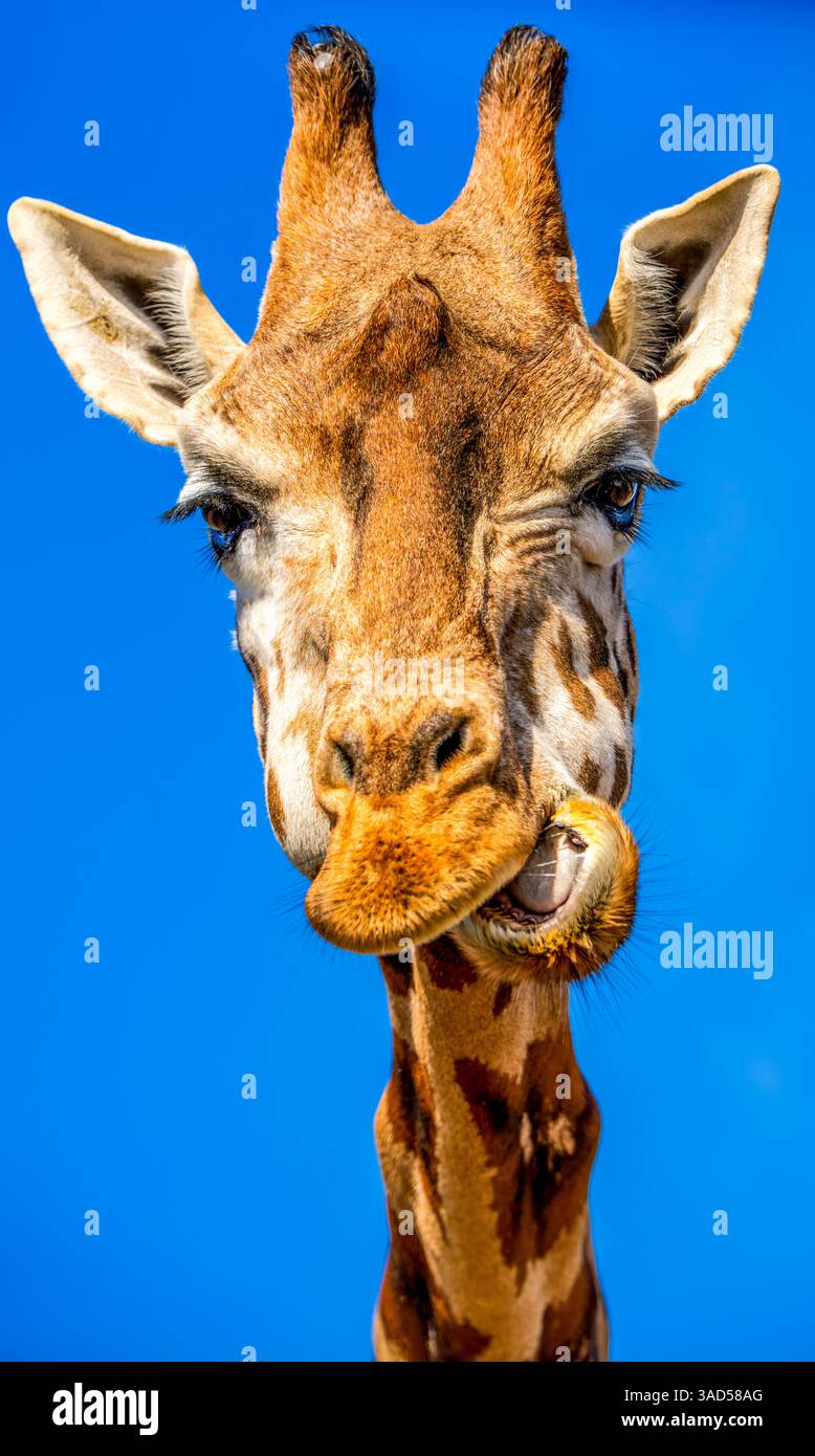 Unique spotted pattern hi-res stock photography and images - Alamy