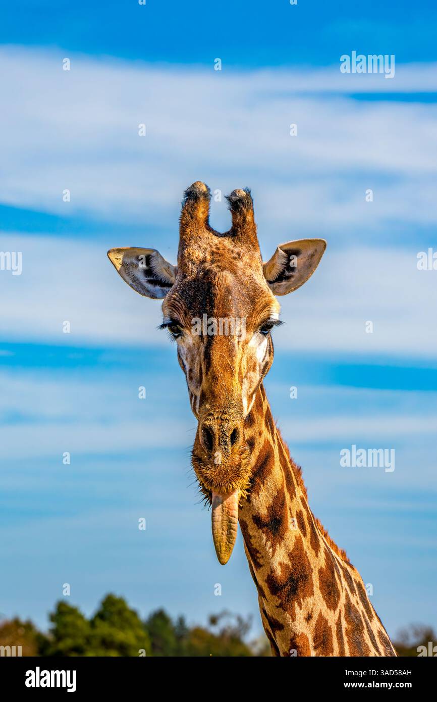 A Giraffe (Giraffa camelopardalis) displays its unmistakably lolling ...