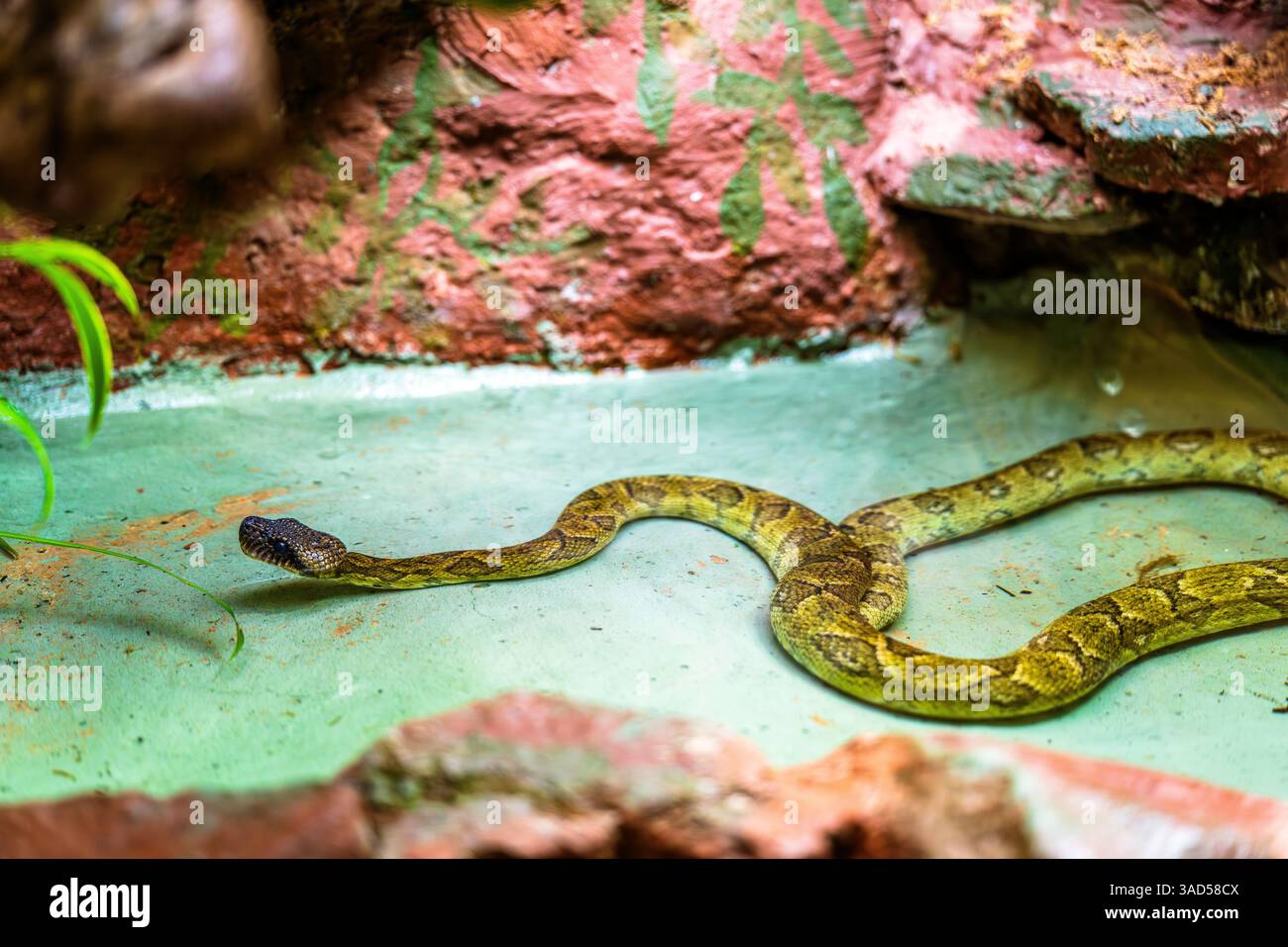 A mottled snake glides across a terrarium’s rocky floor, revealing ...