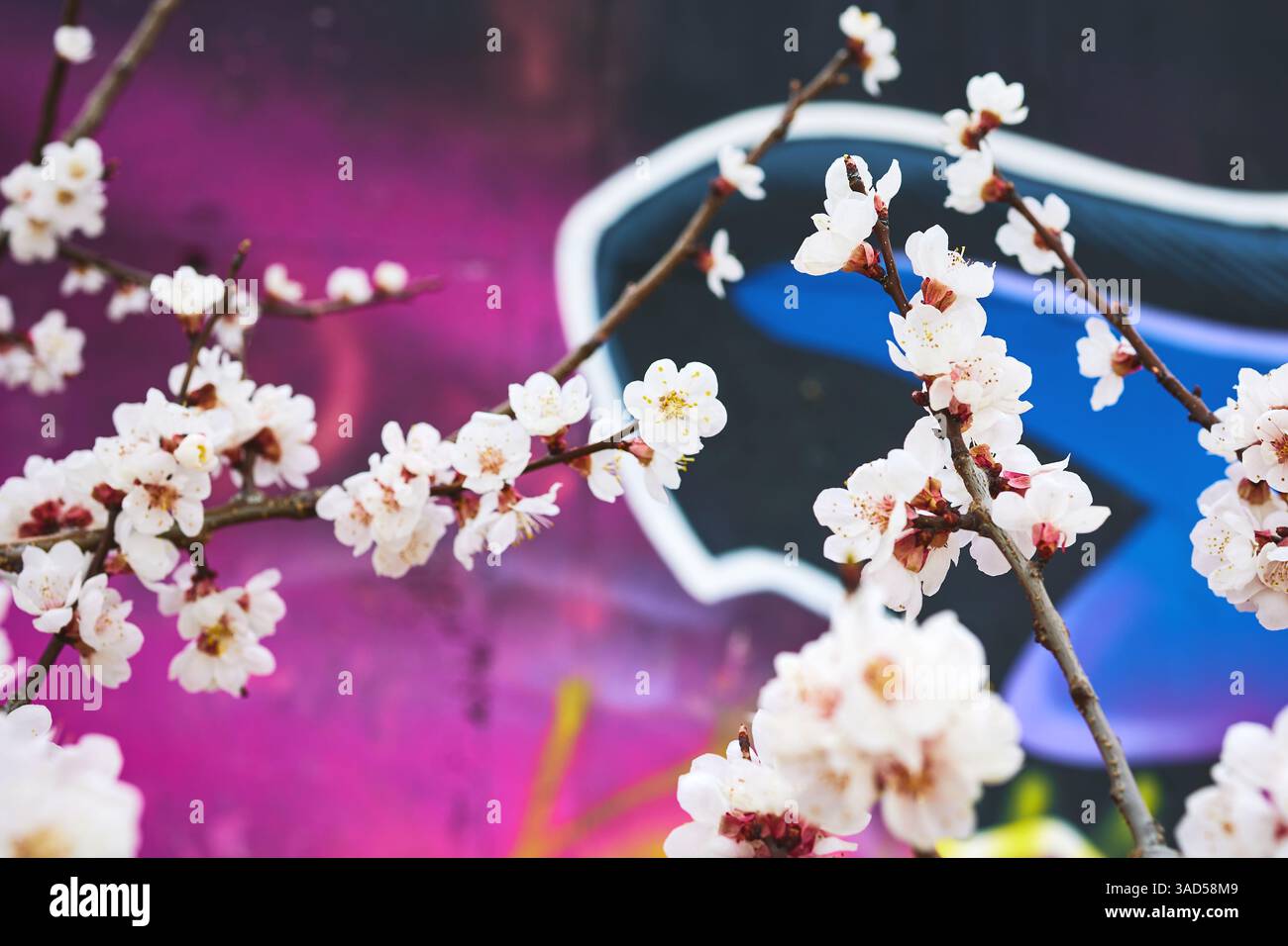 Cherry Blossoms Against Vibrant Urban Graffiti for Modern 2000s ...
