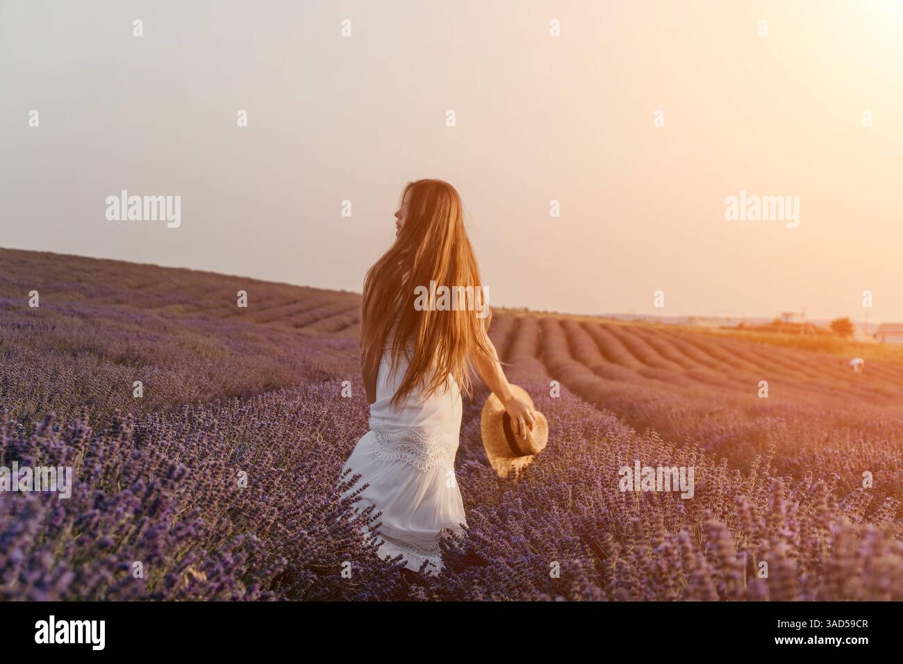 Lavender Fields Provence Woman Sunset: Serene stroll through purple blooms at golden hour Stock ...