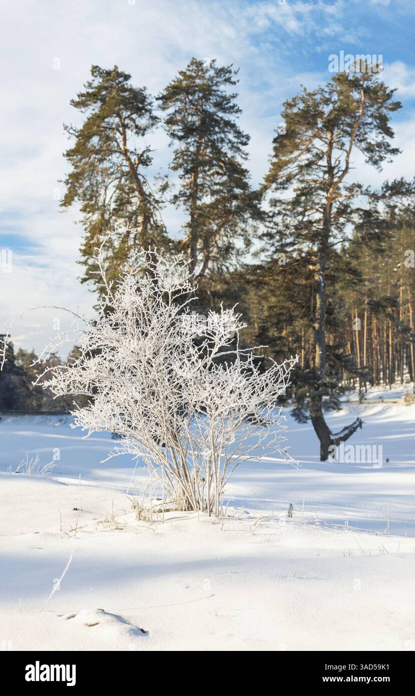 Majestic scenery lonely tree hi-res stock photography and images - Alamy