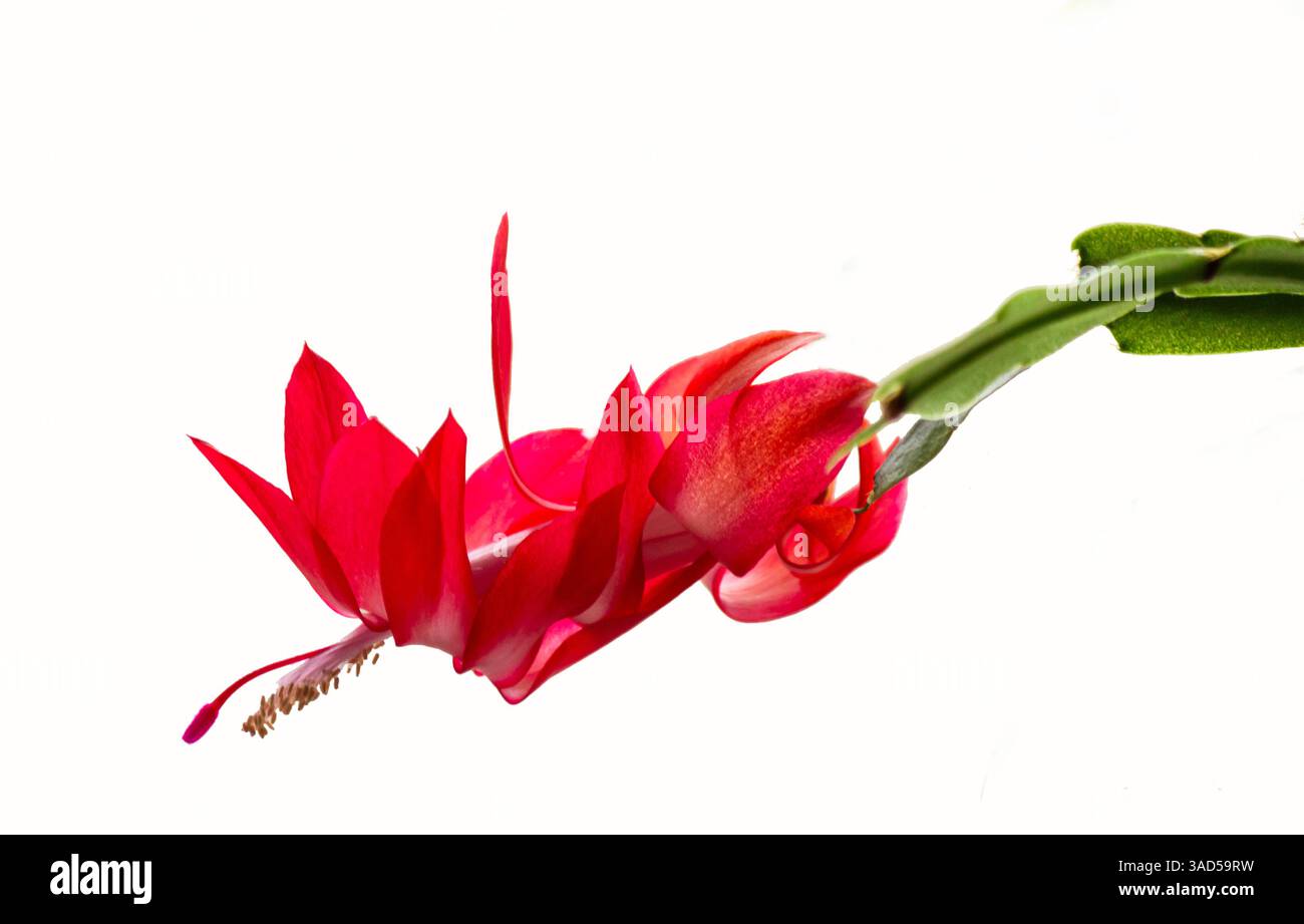 Flower of ordinary white Cut Out Stock Images & Pictures - Alamy