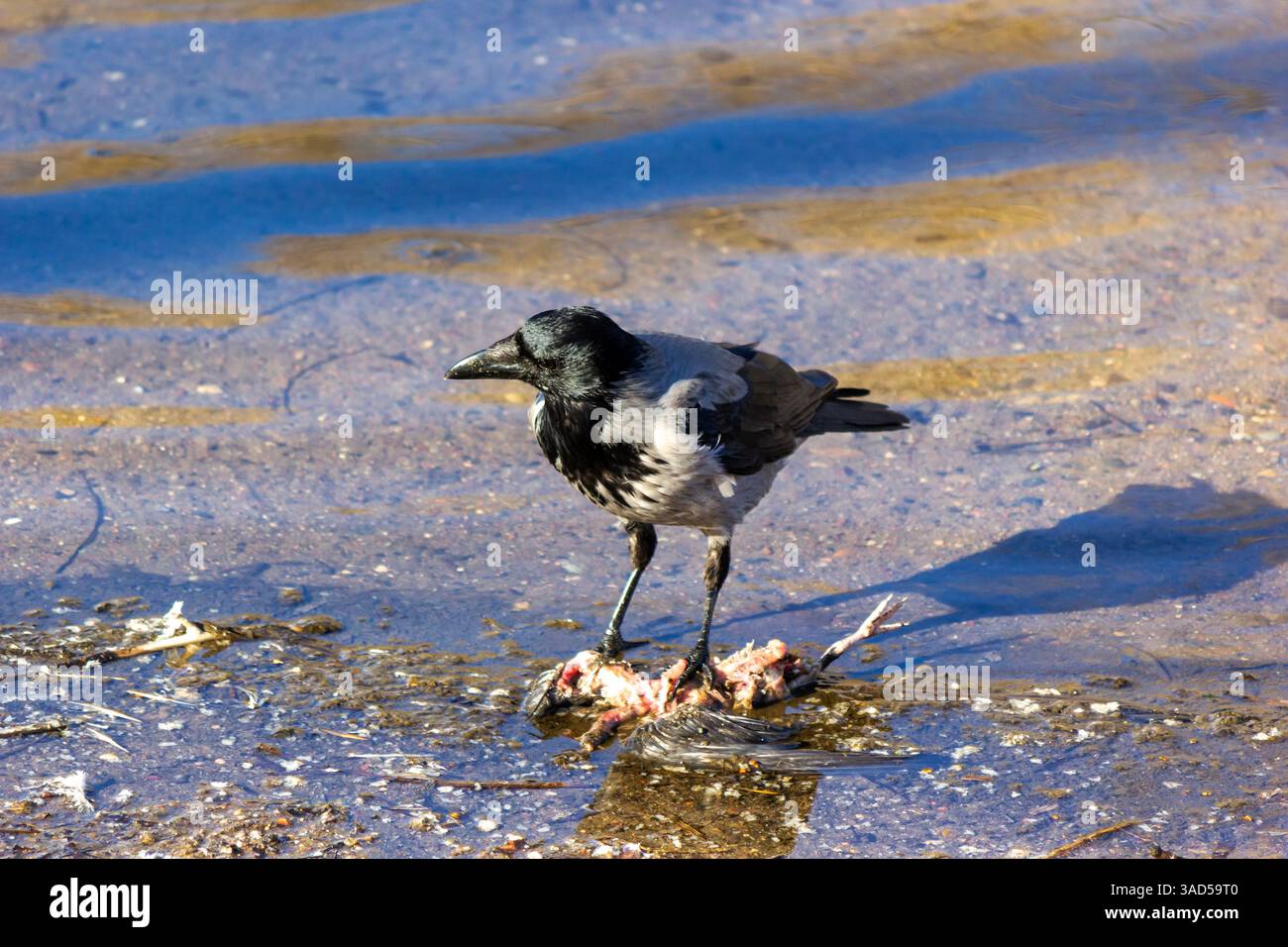 A gray crow eats a dead bird Stock Photo - Alamy