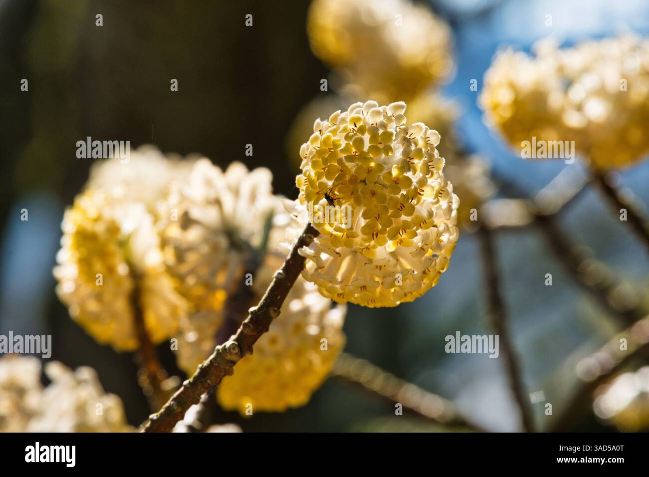 Blühender Papierstrauch *** Flowering paper bush Stock Photo - Alamy