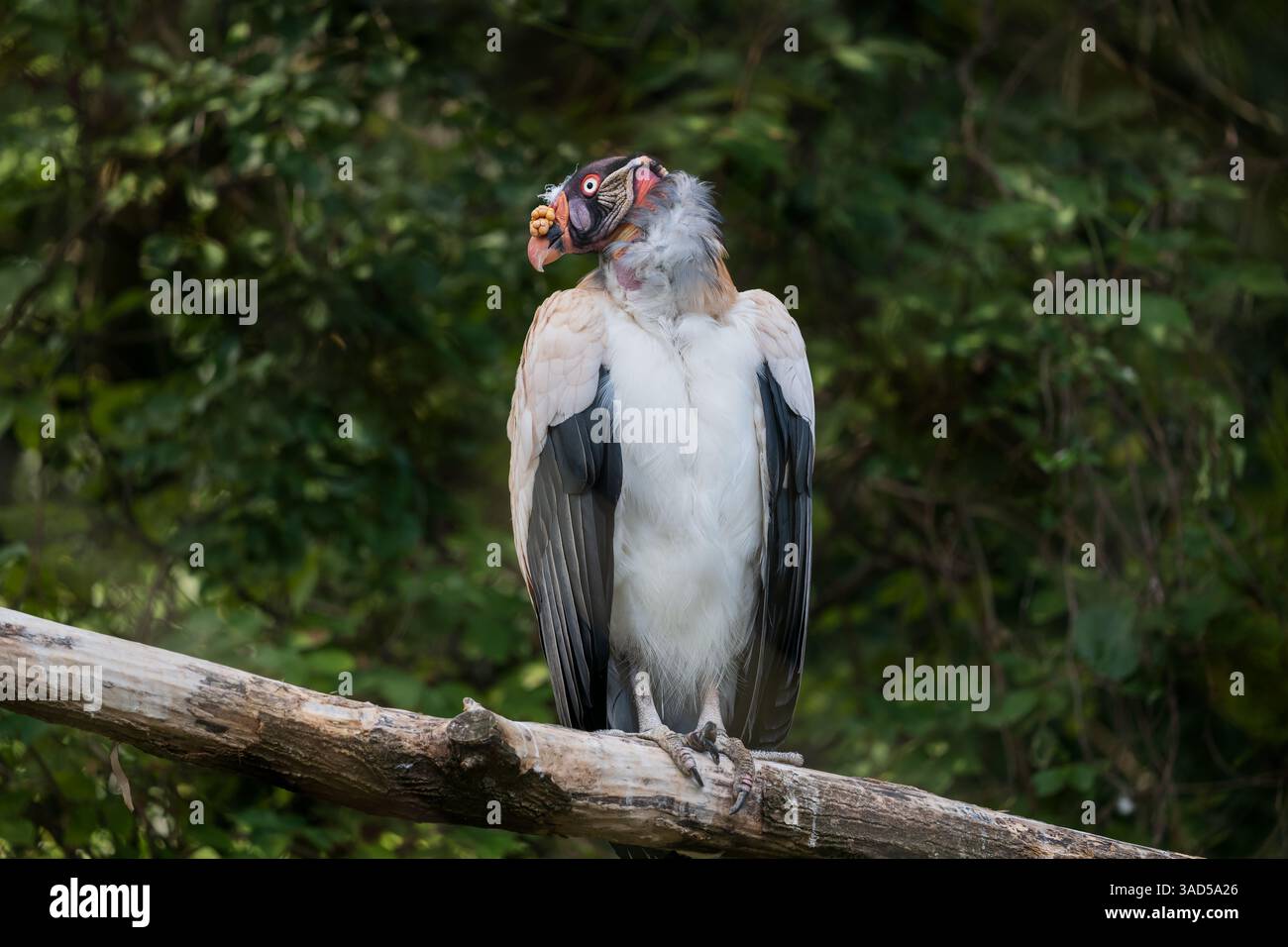The king vulture (Sarcoramphus papa) on tree branch, large bird of the ...