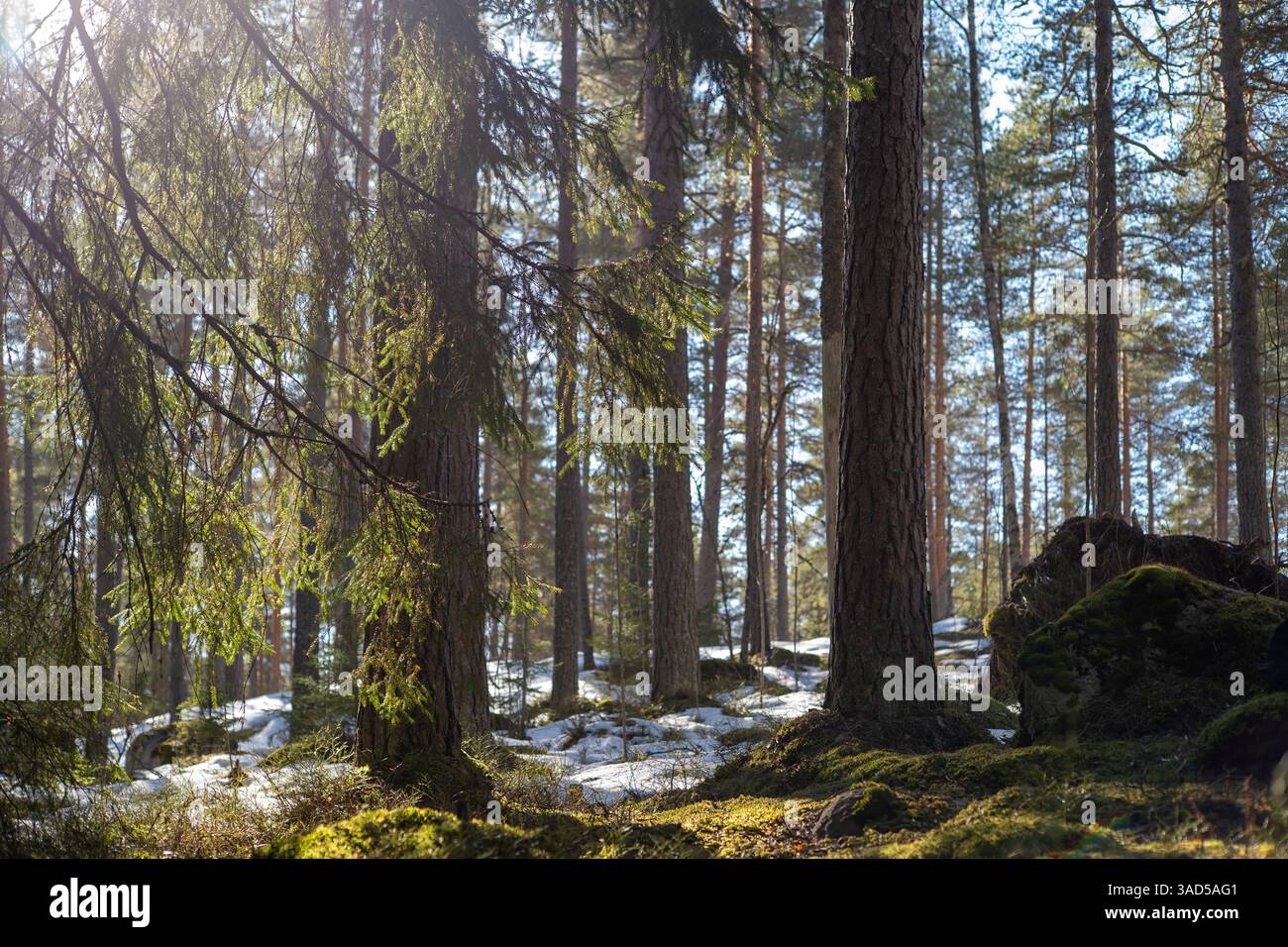 beautiful forest scenery with moss and snow during spring Stock Photo ...