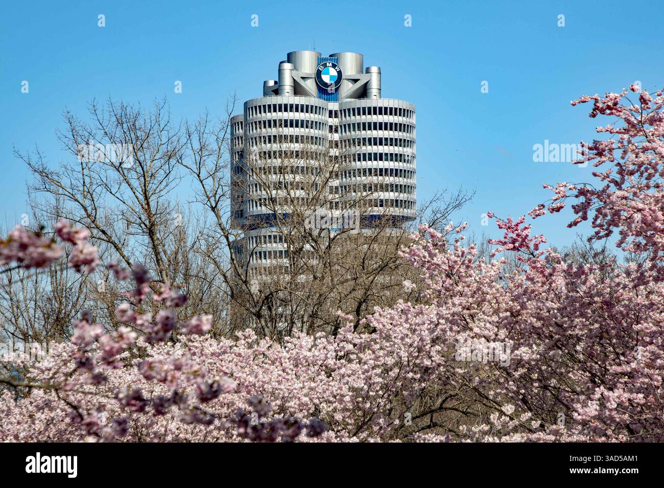 München, Deutschland 03. April 2025: Im Bild: Die Kirschblüte der ...