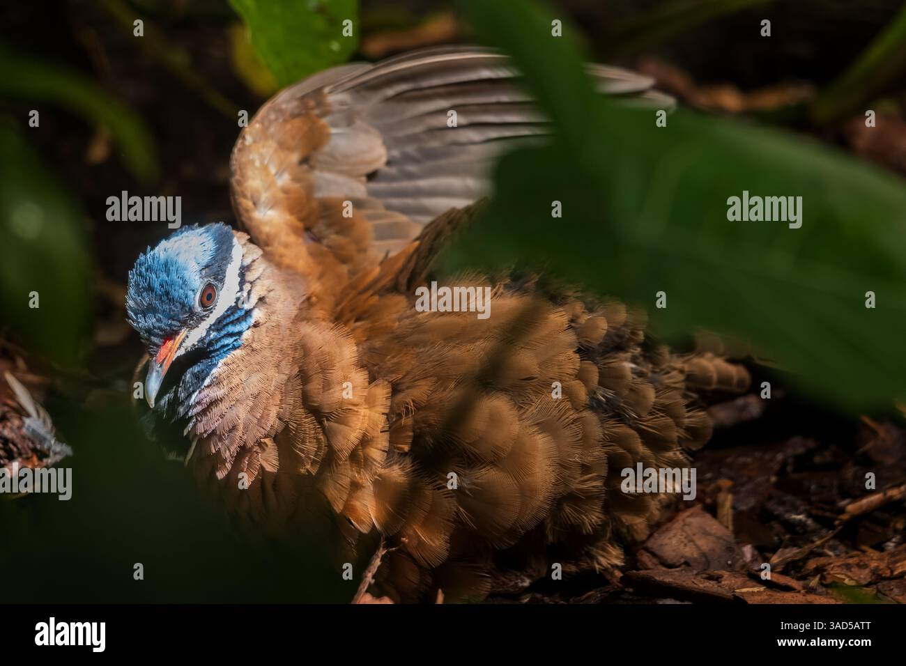 The blue-headed quail dove (Starnoenas cyanocephala), bird in the ...