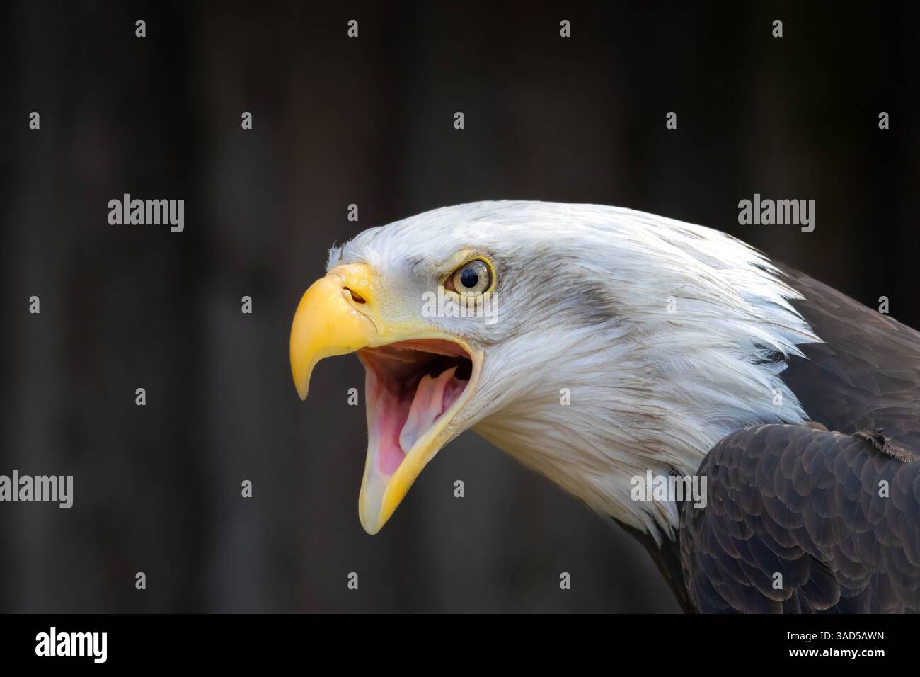 Close-up picture of a Screaming American Bald Eagle Stock Photo - Alamy