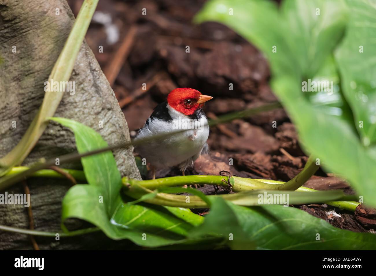 The yellow-billed cardinal (Paroaria capitata) on the ground, bird in ...