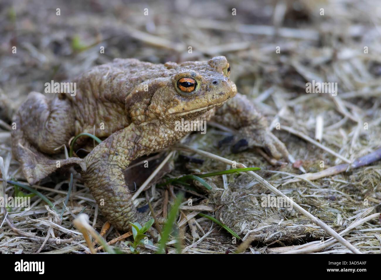 The common toad, European toad or in Anglophone parts of Europe, simply the toad (Bufo bufo ...
