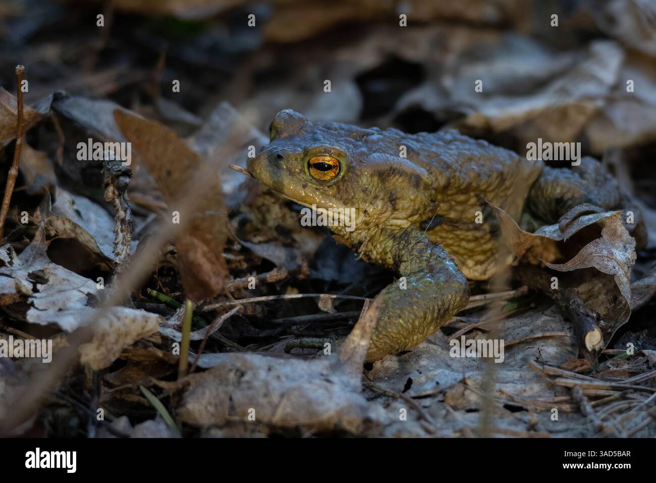 The common toad, European toad or in Anglophone parts of Europe, simply ...