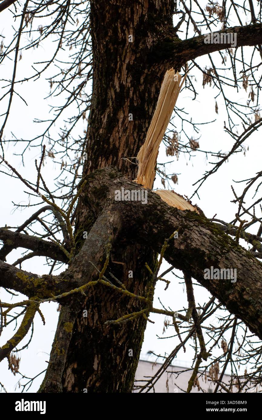 A tree, which is a naturally grown woody plant, has a piece of wood ...
