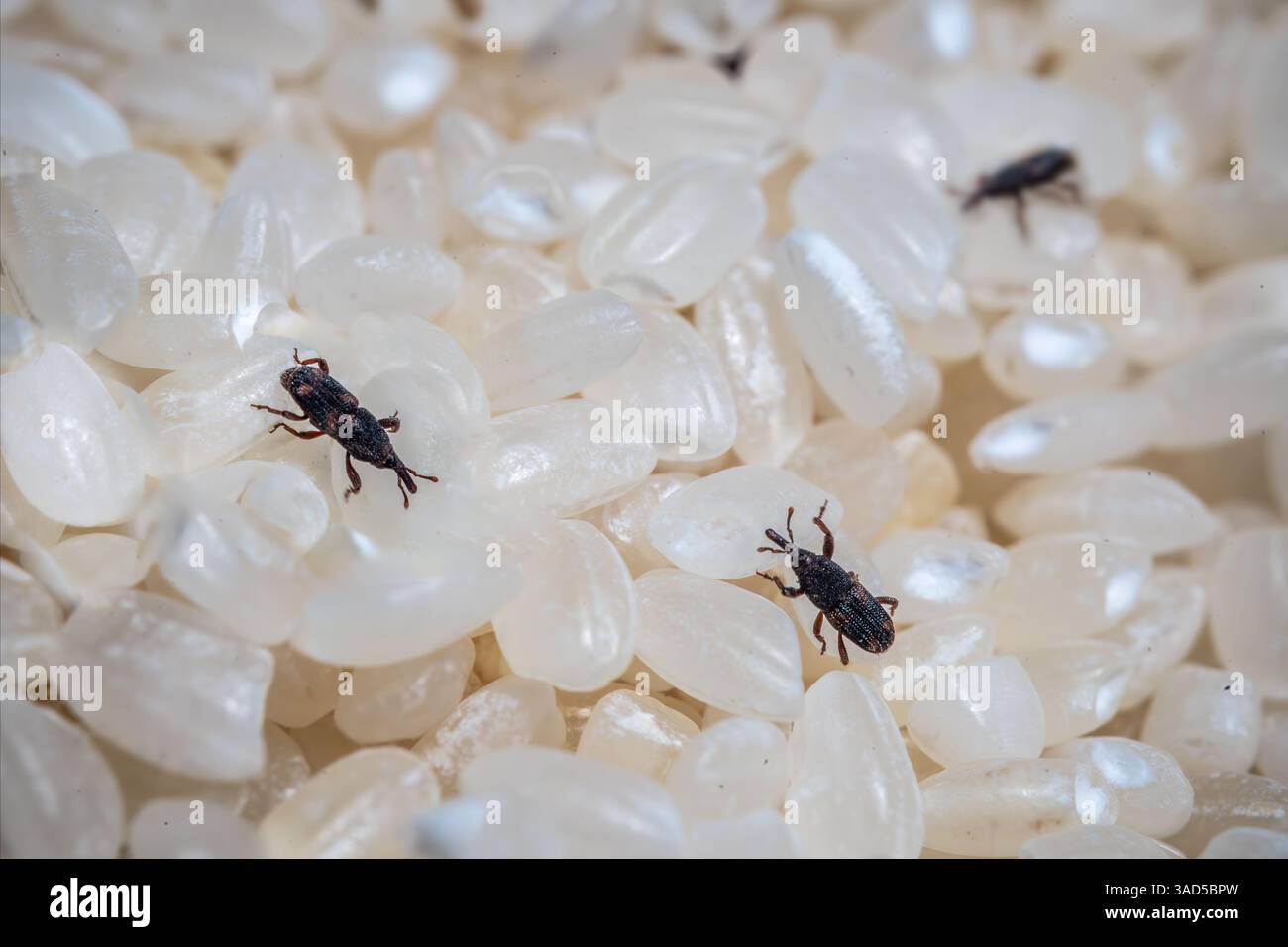 Many Sitophilus Conicollis bugs on white rice Stock Photo - Alamy