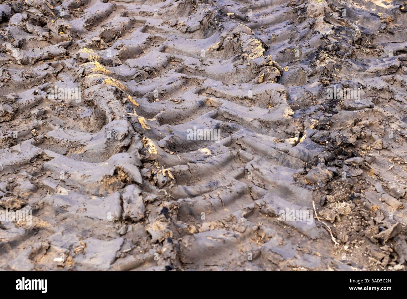 This image offers a closeup view of a tire track embedded in the muddy ...