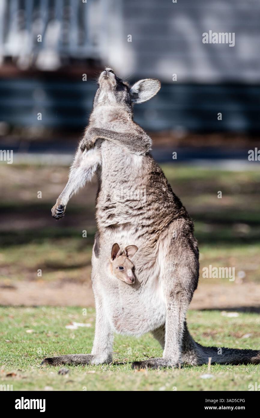 Eastern Grey Kangaroo, Macropus giganteus, stretching upright on grass ...