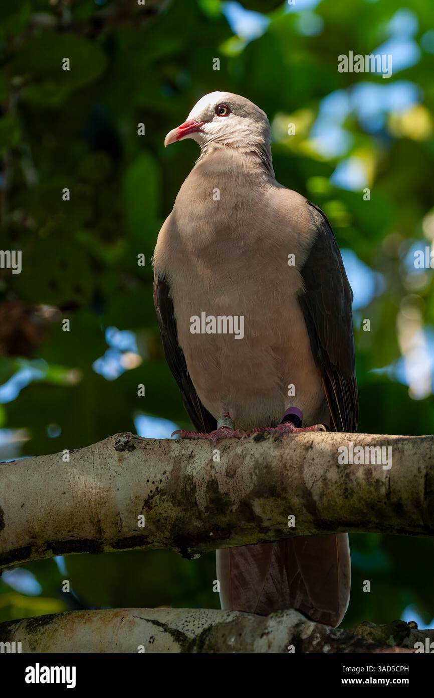 A rare pink pigeon (Nesoenas mayeri), a species of pigeon in the ...