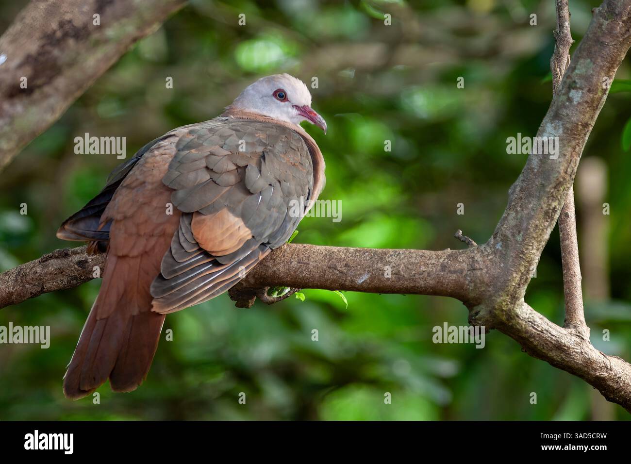 A rare pink pigeon (Nesoenas mayeri), a species of pigeon in the ...