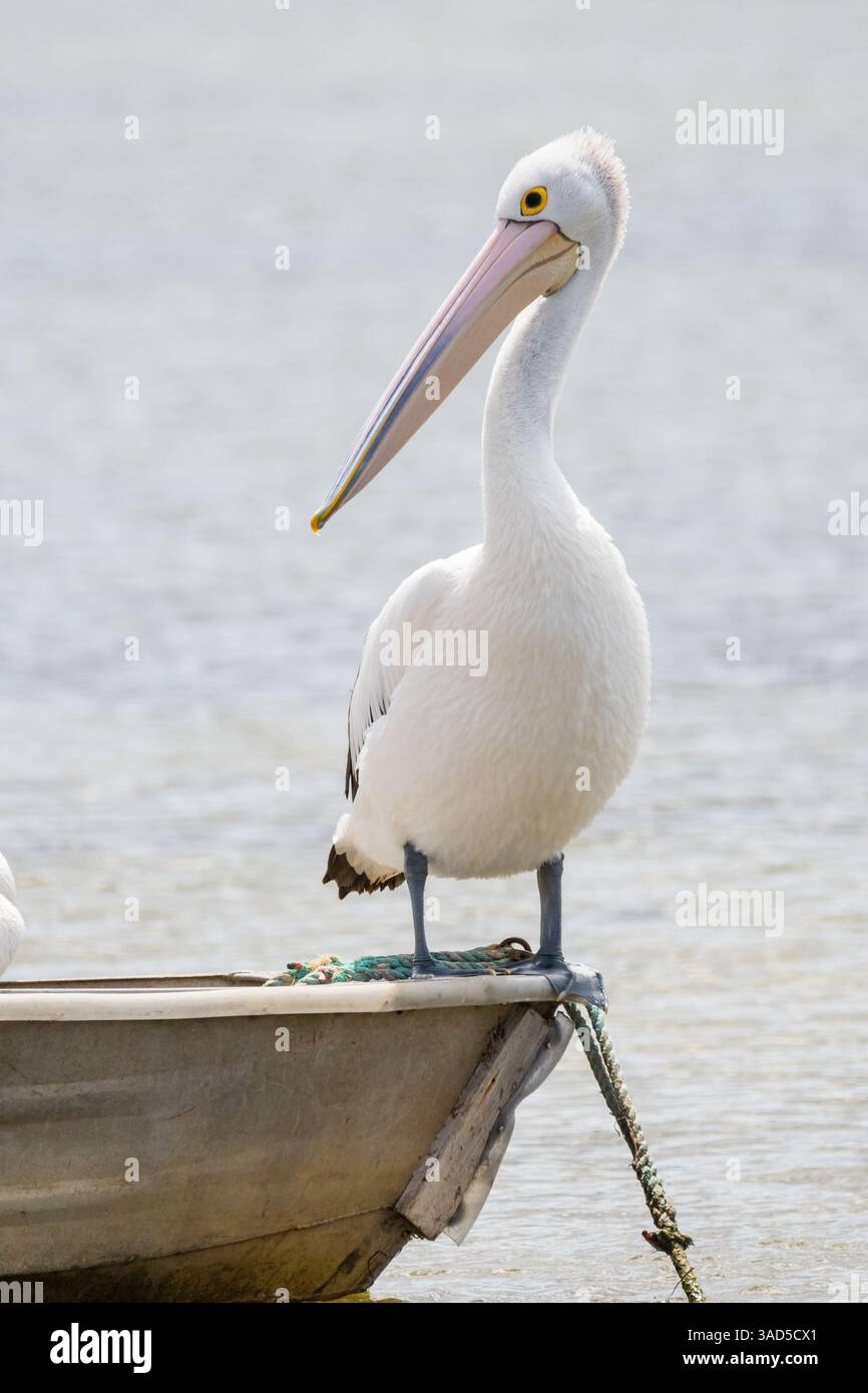 Australian pelican, Pelecanus conspicillatus, standing proudly on a ...