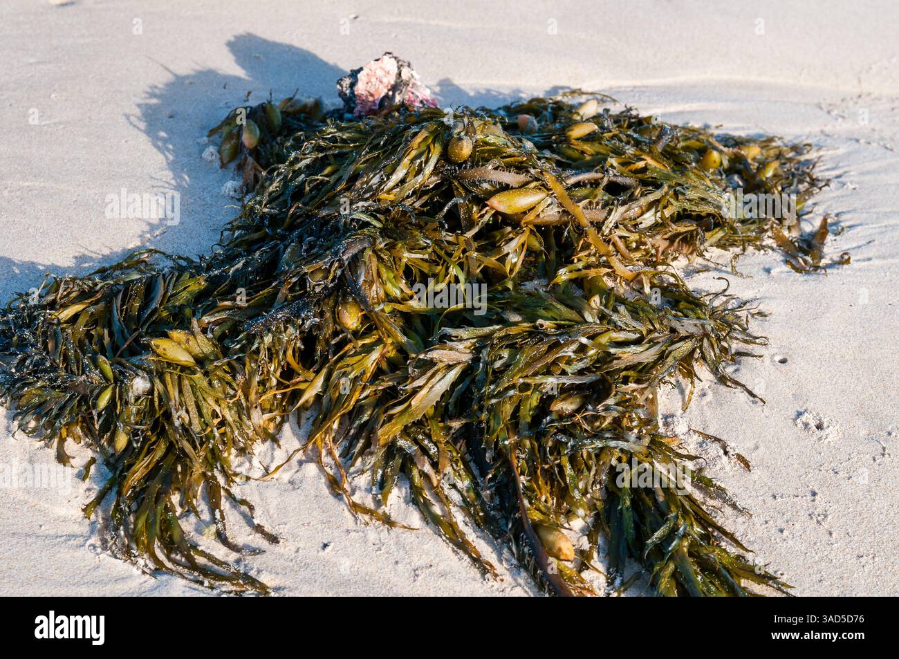 Pile of fresh seaweed washed ashore on sandy beach, Phyllospora comosa ...