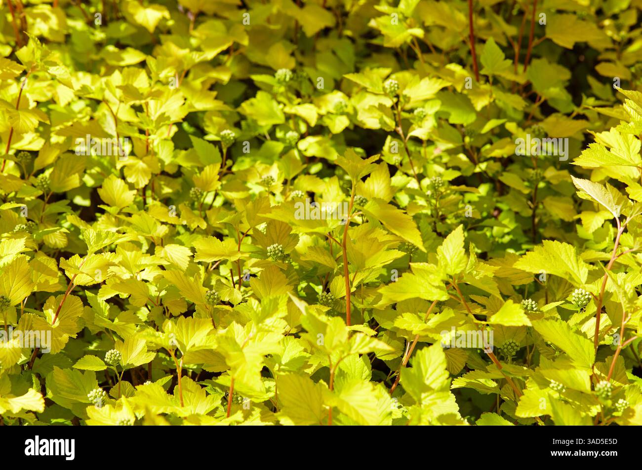 Physocarpus opulifolius lutea, known as common ninebark. Beautiful ...