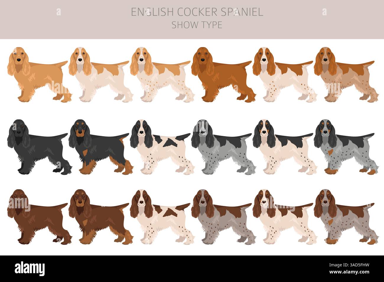 English cocker spaniel show type clipart and seamless pattern. Different poses, coat colors set ...