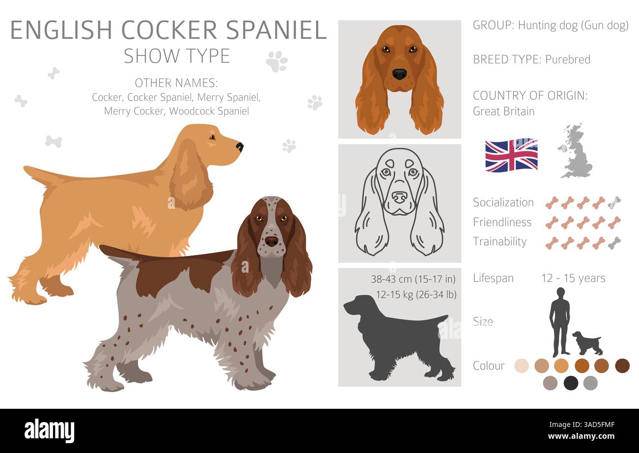 English cocker spaniel show type clipart and seamless pattern ...