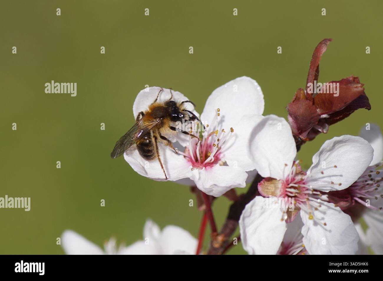 male Tawny Mining Bee (Andrena fulva), family Andrenidae on flowers of ...