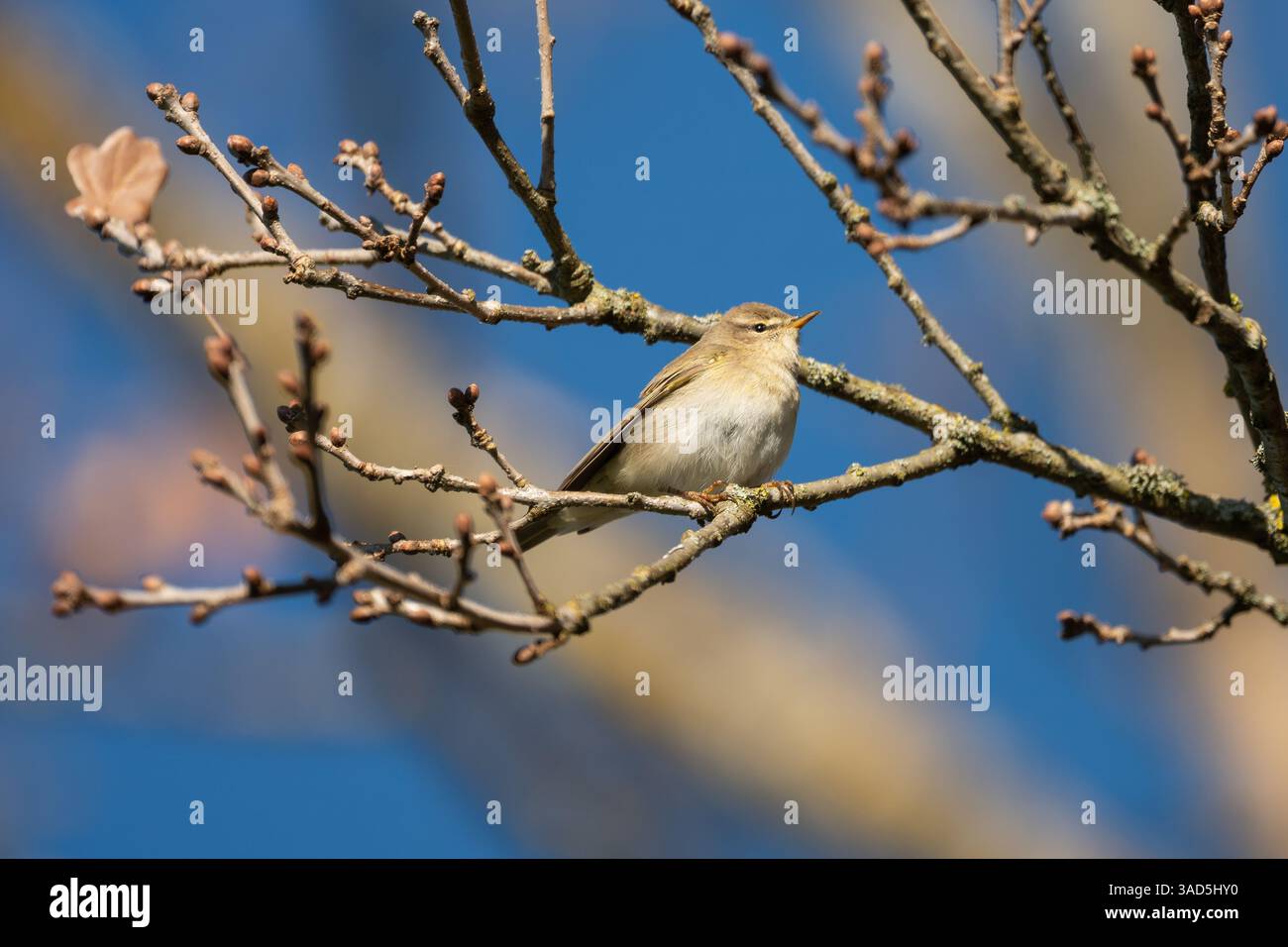 05 April 2025, Baden-Württemberg, Rottweil: A willow warbler clings to ...