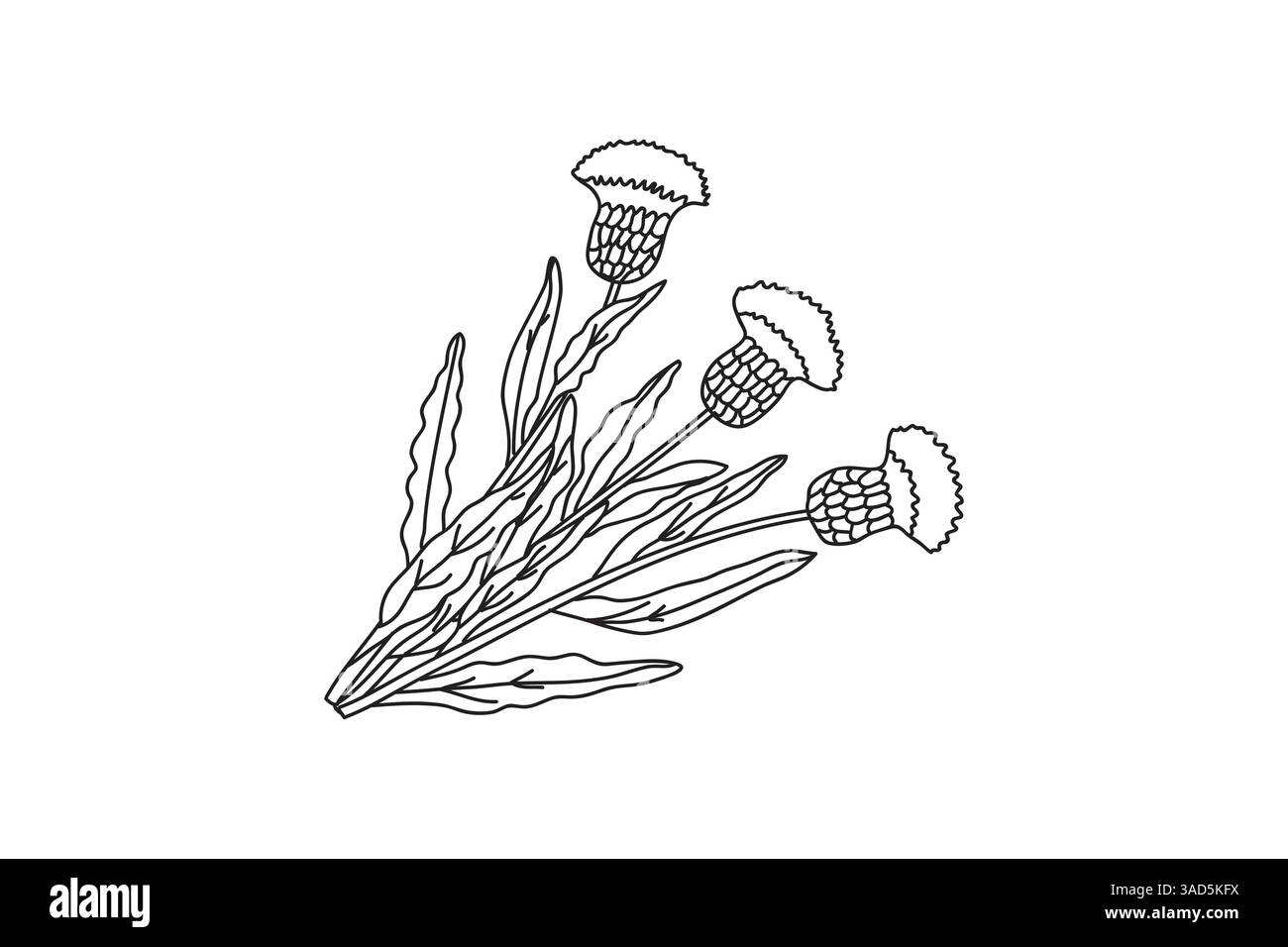 Line art doodle bouquet cornflower isolated on white background. Hand ...