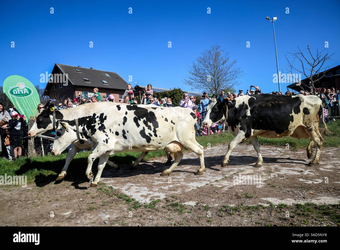 Wermelskirchen, Germany. 05th Apr, 2025. Dairy cows at pasture. 90 of farmer Mühlinghaus' dairy ...