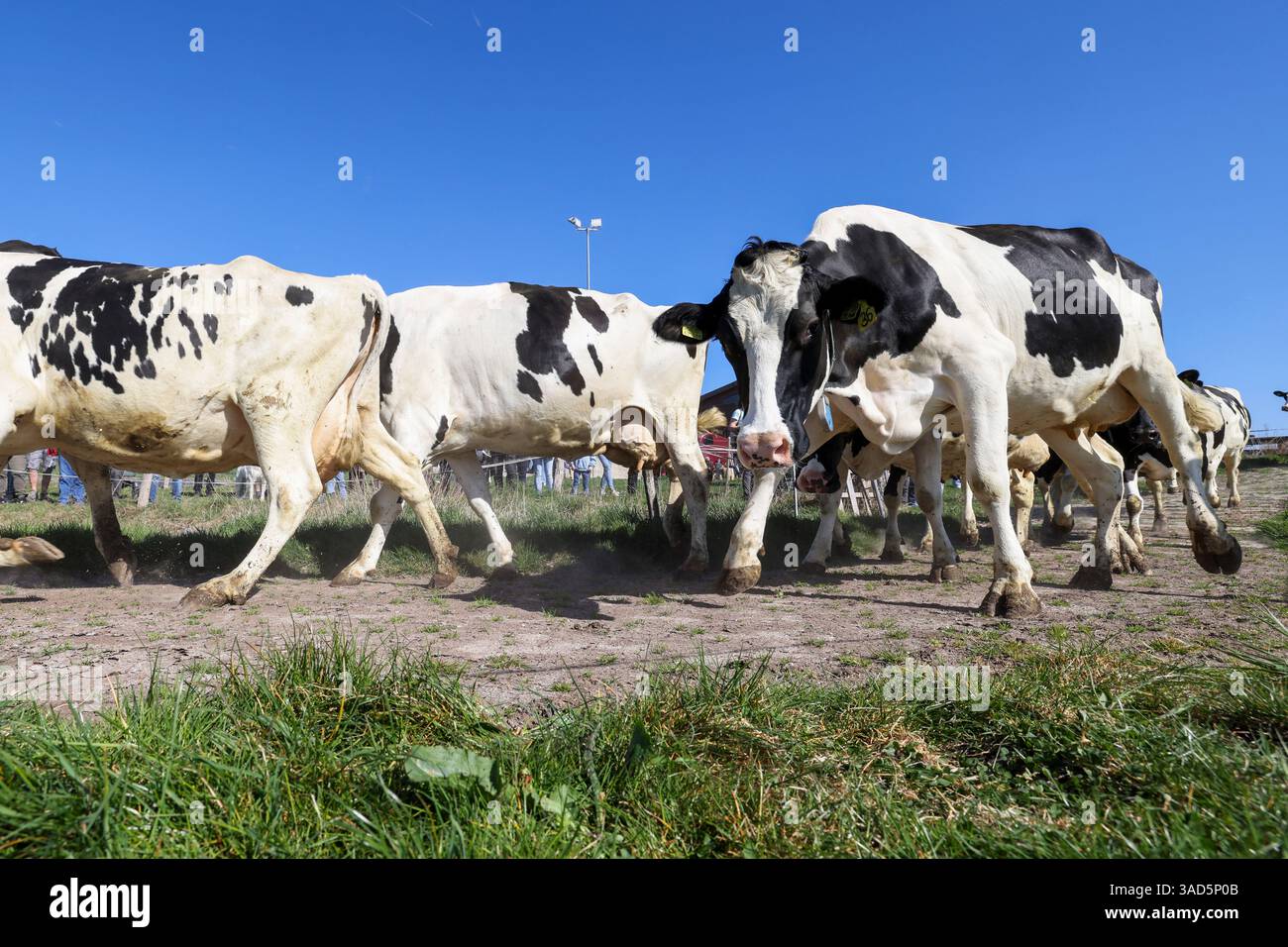 Wermelskirchen, Germany. 05th Apr, 2025. Dairy cows at pasture. 90 of ...