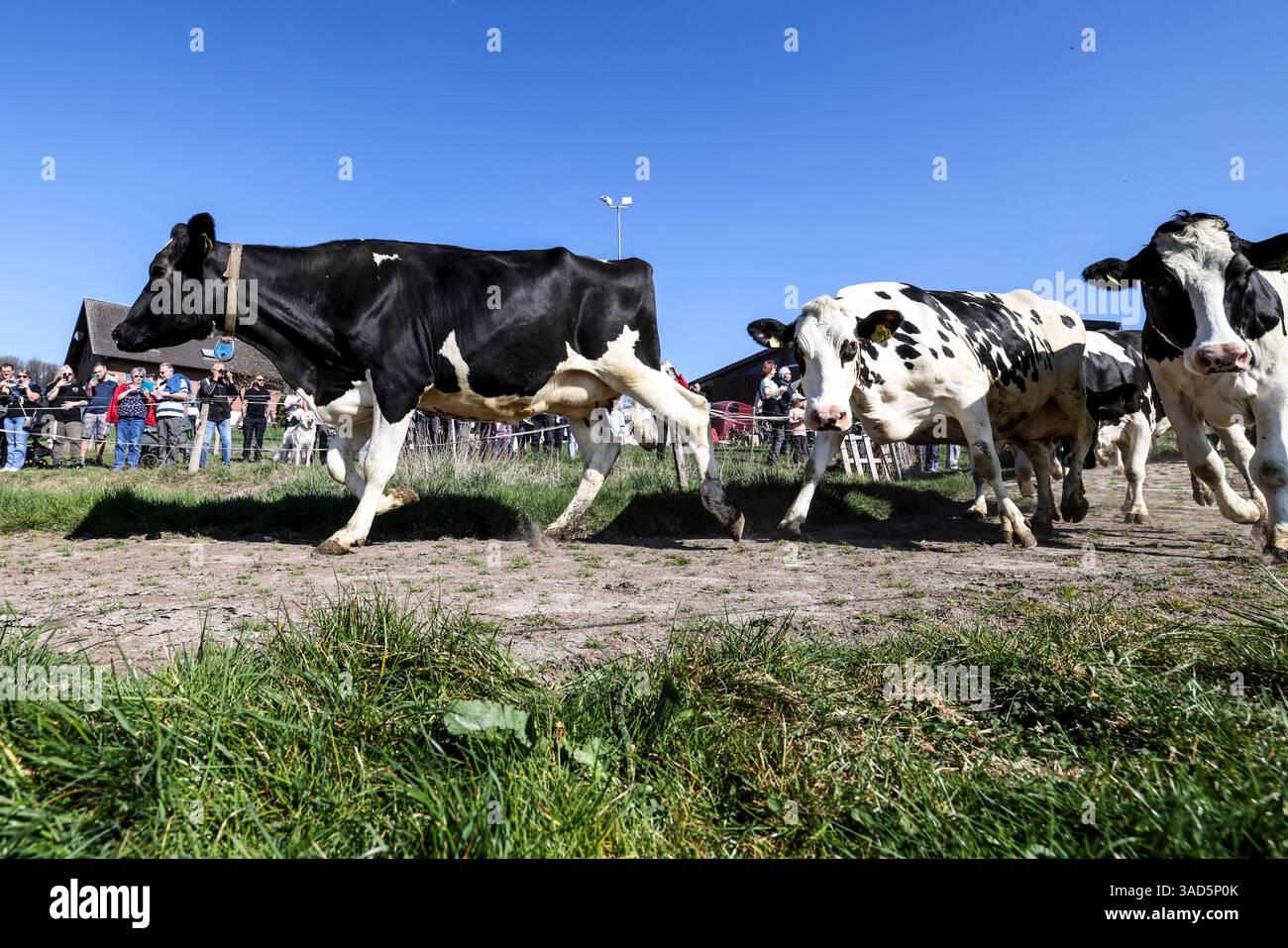 05 April 2025, North Rhine-Westphalia, Wermelskirchen: Dairy cows at pasture. 90 of farmer ...