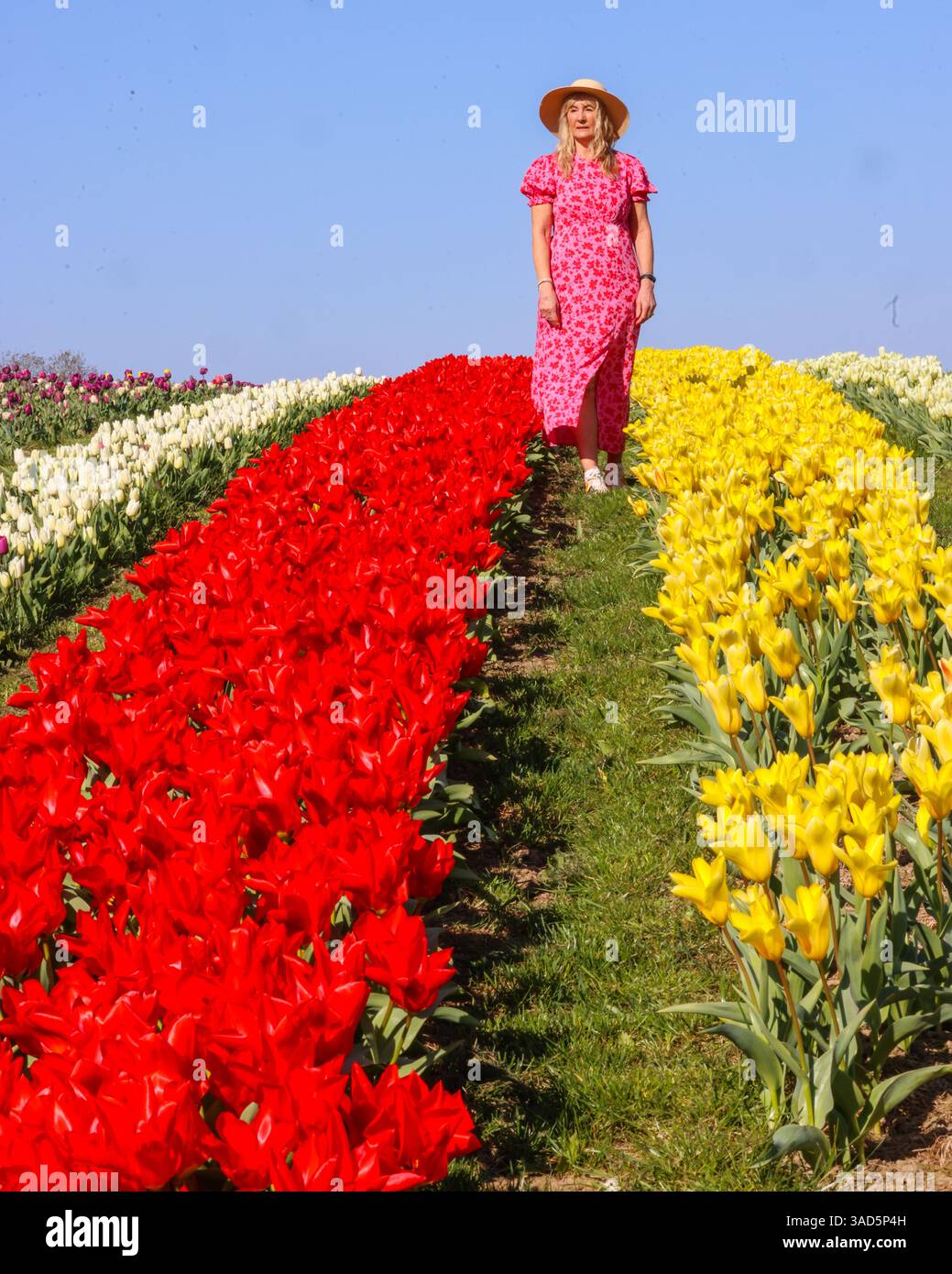 Tulley's Farm, Tulip Fest, Crawley West Sussex, UK. 05th Apr, 2025 ...