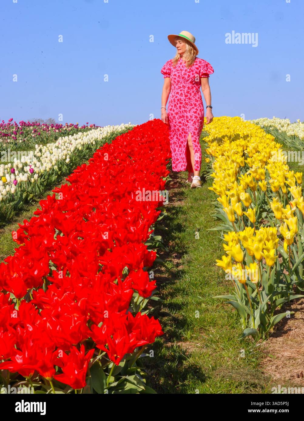 Tulley's Farm, Tulip Fest, Crawley West Sussex, UK. 05th Apr, 2025 ...