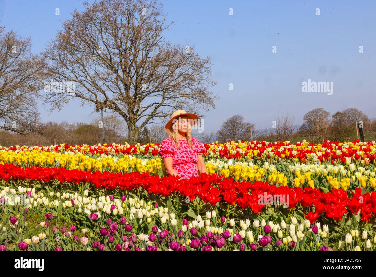 Tulley's Farm, Tulip Fest, Crawley West Sussex, UK. 05th Apr, 2025 ...