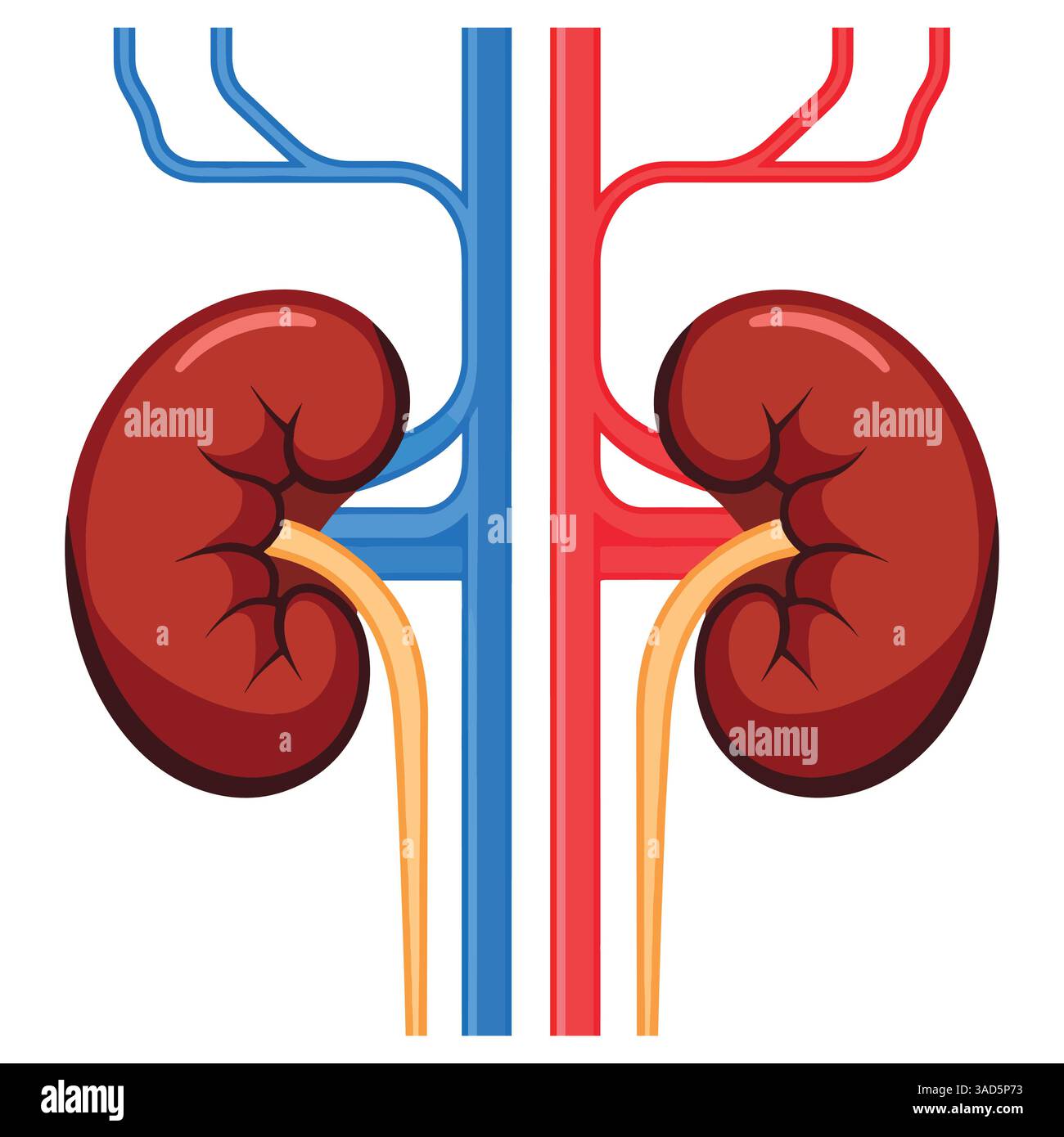 Kidney illustration, human internal organ. Flat vector design ...