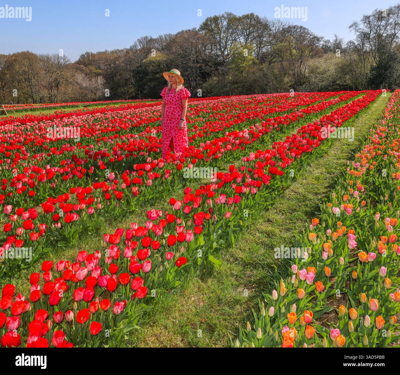 Tulley's Farm, Tulip Fest, Crawley West Sussex, UK. 05th Apr, 2025 ...