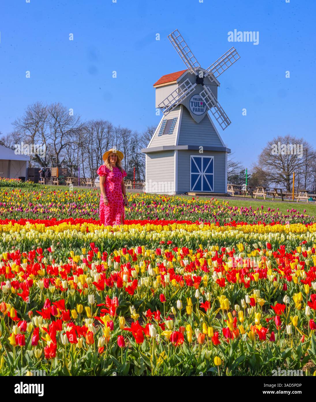 tulley's Farm, Tulip Fest, Crawley West Sussex, UK. 05th Apr, 2025 ...