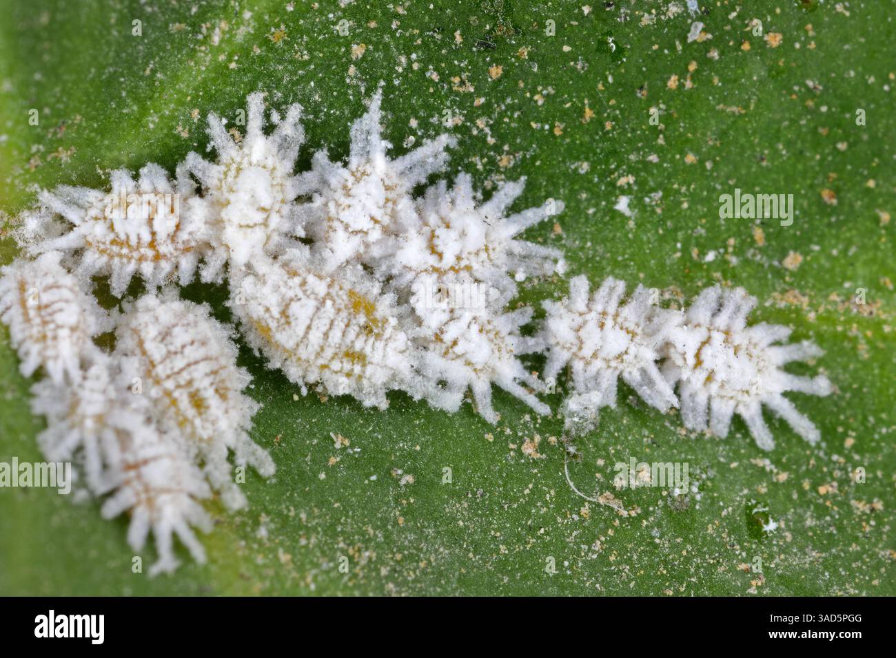 Wax Scale are small members of the mealy bug family. Suck the sap out ...